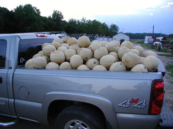 Stuckmeyer's Hauling Melons